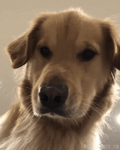 Puppy Dog Face Gif