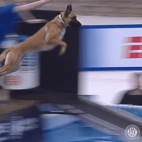2022 AKC Diving Dogs Premier Cup by American Kennel Club | GIPHY
