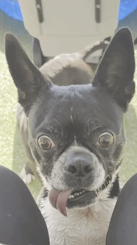 Lucky Dog Refuge GIF - Find & Share on GIPHY