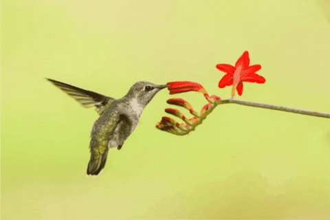 U.S. Fish and Wildlife Service GIFs on GIPHY - Be Animated