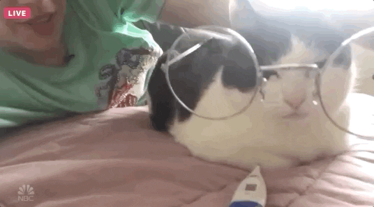 Anthony-pun GIFs - Get the best GIF on GIPHY