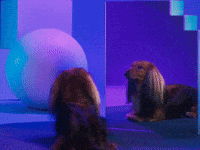 Ezel GIFs - Get the best GIF on GIPHY