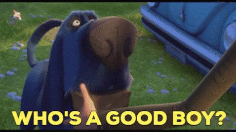 Good-luck-dog GIFs - Get the best GIF on GIPHY