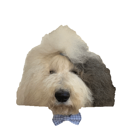 Sheepdog Oes Sticker by DopeDog for iOS & Android | GIPHY