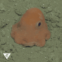 Dumbo Squid Gif