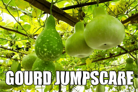 Gourd Jumpscare GIF - Find & Share on GIPHY
