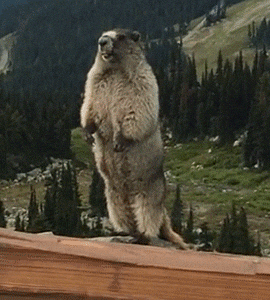Marmotte GIFs - Get the best GIF on GIPHY