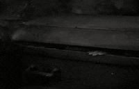 Dracula Coffin Gif