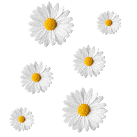 Daisy Daisies Sticker by Yeo Valley for iOS & Android | GIPHY