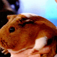 Random Cute Stuff GIFs - Get the best GIF on GIPHY