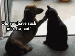 Nice-fur GIFs - Get the best GIF on GIPHY