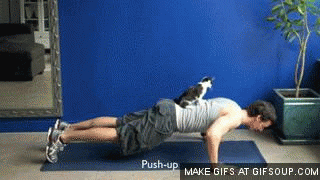 Cat Working Out GIFs - Find & Share on GIPHY