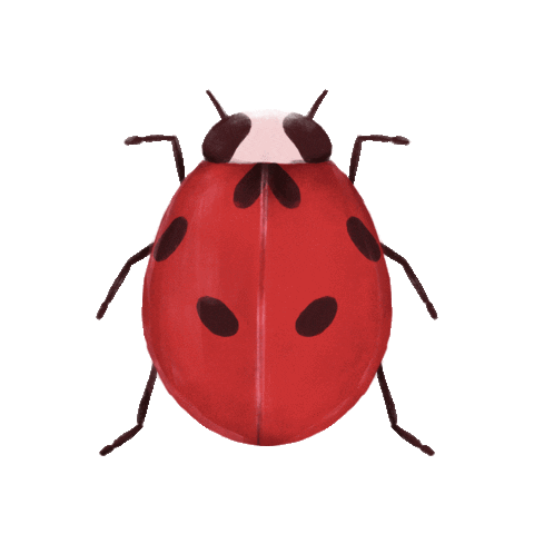 Ladybug Flying Gif
