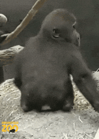 Gorilla Fight Gif