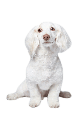 Best Dog Gifs by Diggs Pet | GIPHY