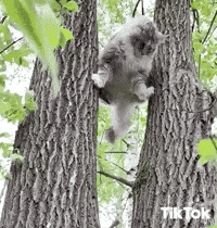 Scared Cat Running Gif