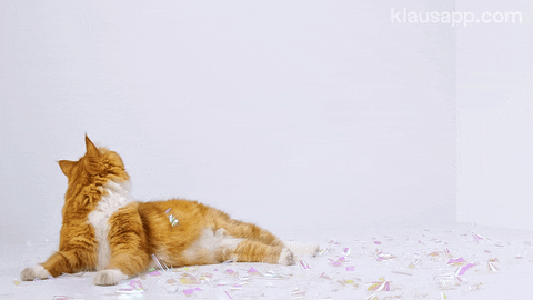 Confetti Party Cat GIF by Klaus - Find & Share on GIPHY