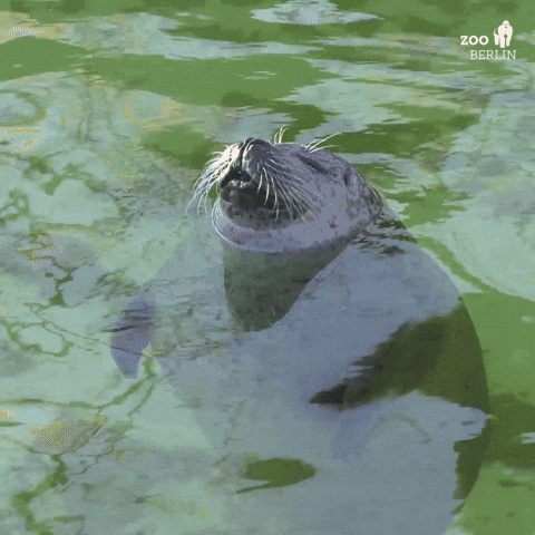 Seal Spinning Gif