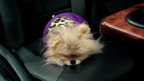 Teacup-pup GIFs - Get the best GIF on GIPHY
