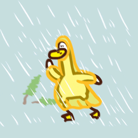Duck GIF - Find & Share on GIPHY