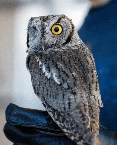 One Eye Closed GIFs - Get the best GIF on GIPHY