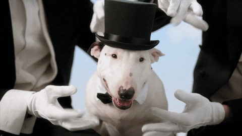 Dog With Jazz Hands GIFs - Get the best GIF on GIPHY