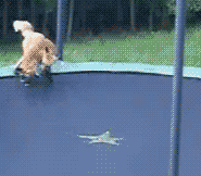 Frolicking landsnakes : r/gifs