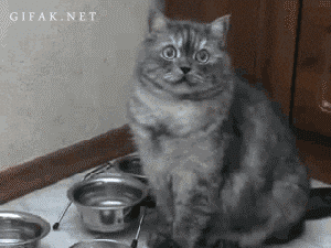 Food Please GIFs - Get the best GIF on GIPHY