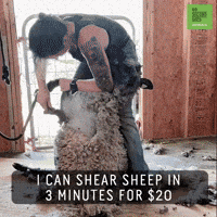 Sheep Gif