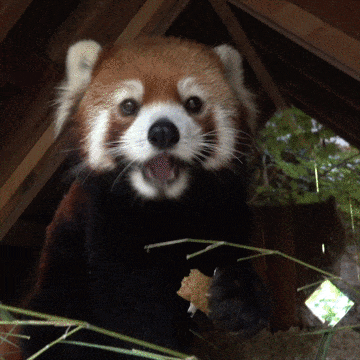 Excited Red Panda