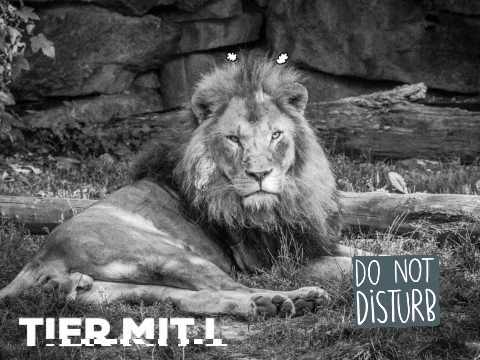 Angry Animals GIFs - Get the best GIF on GIPHY