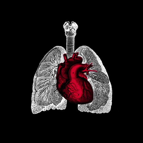 Real Human Heart Beating Gif