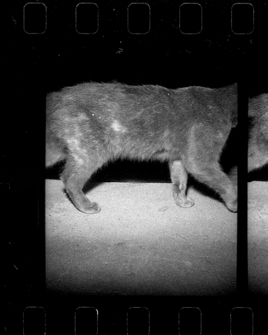 Stalking Cat GIFs - Get the best GIF on GIPHY