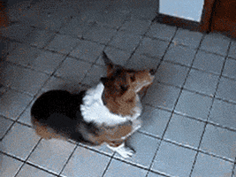 Corgi Dancing GIFs - Find & Share on GIPHY