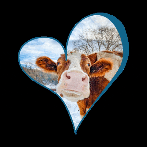 Go Vegan Farm Animals GIF by Catskill Animal Sanctuary - Find & Share ...