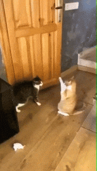 Epic Fail Cat Gif