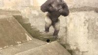 Gorilla Beating Chest Gif