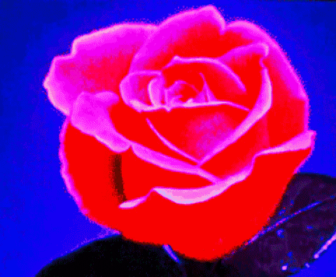 Psychedelic Rose GIFs - Get the best GIF on GIPHY