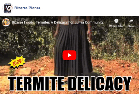 Delicacy GIFs - Get the best GIF on GIPHY