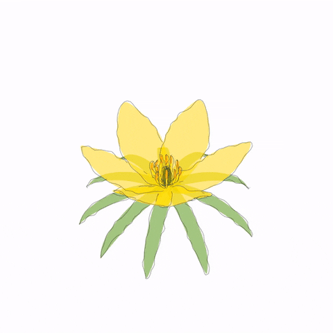 Animated Flowers Blooming Gif