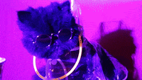 Rave Cat Gif