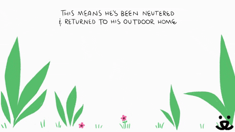 Community Cat Day by Best Friends Animal Society | GIPHY