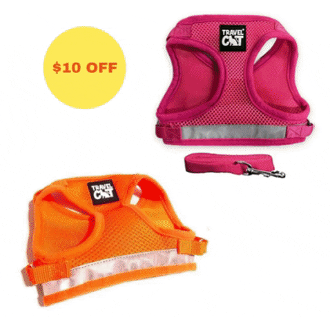 Your Cat Backpack Travel Cat GIFs on GIPHY - Be Animated