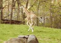 Giraffes Fighting Gif