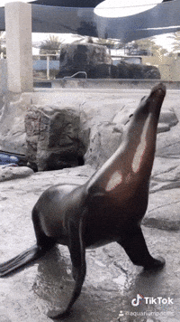 Sea Lion Clapping Gif