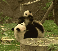 Red Panda Pounce Gif