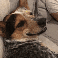 Wait-what-dog GIFs - Get the best GIF on GIPHY