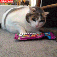Cat Cat Eating Cat Eating Chips GIFs - Find & Share on GIPHY