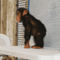 Happy Monkey Gif