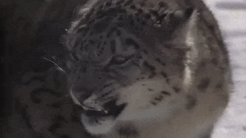 Snow Leopard GIFs - Find & Share on GIPHY